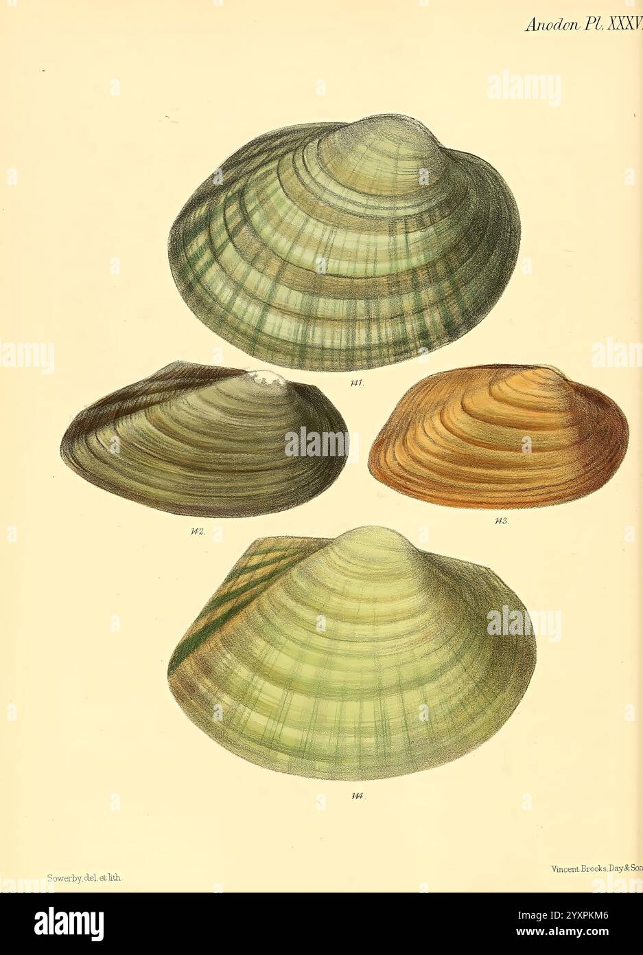 Radial striations hi-res stock photography and images - Alamy