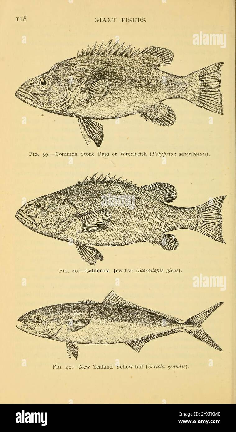 Kingfish yellow tail hi-res stock photography and images - Alamy