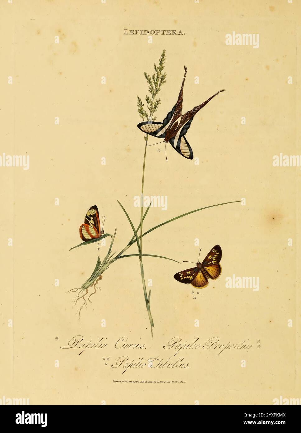 Illustration showcases three distinct butterfly species hi-res stock ...
