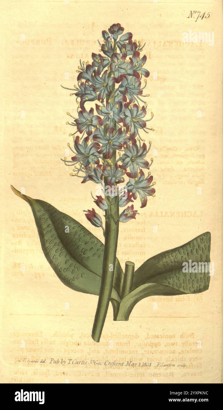 Family hyacinthaceae lachenalia purpurocaerulea sydenham teast hi-res ...