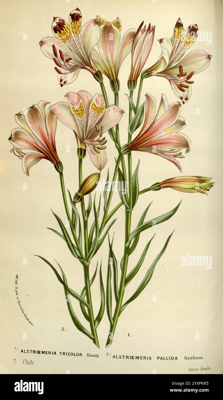 Alstroemeria de chile hi-res stock photography and images - Alamy