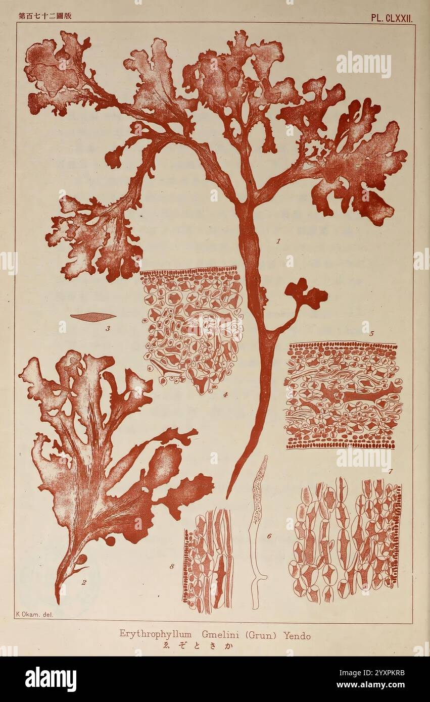 Japanese algae tokyo kazamashobo 1907 1942 japan algae botany pi hi-res ...