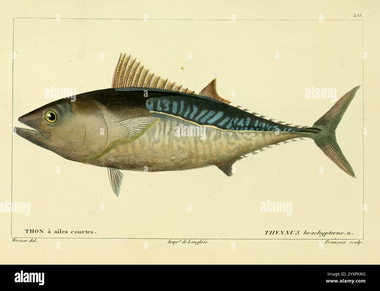 Thunnus brachypterus hi-res stock photography and images - Alamy