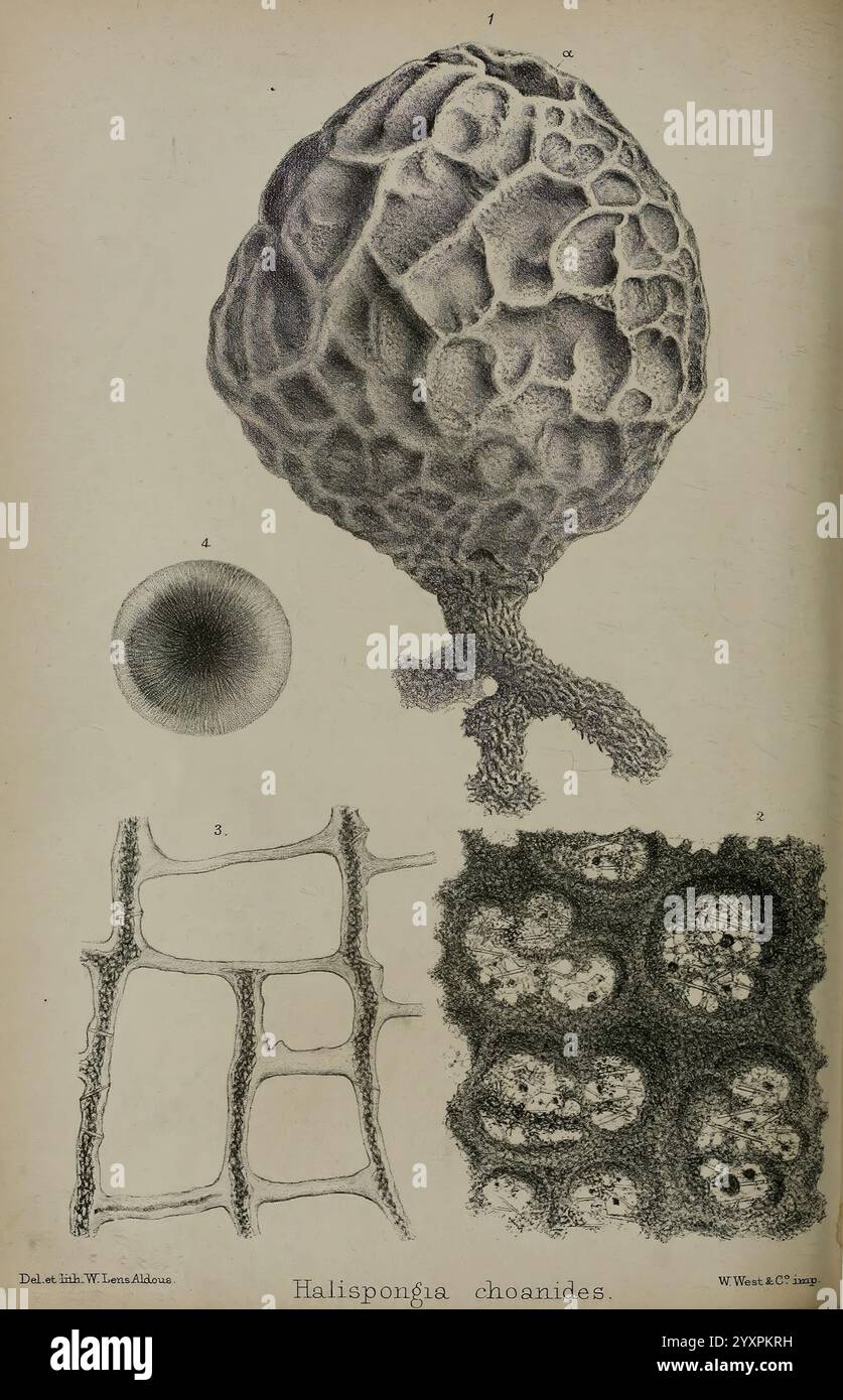 Porous texture characteristic hi-res stock photography and images - Alamy
