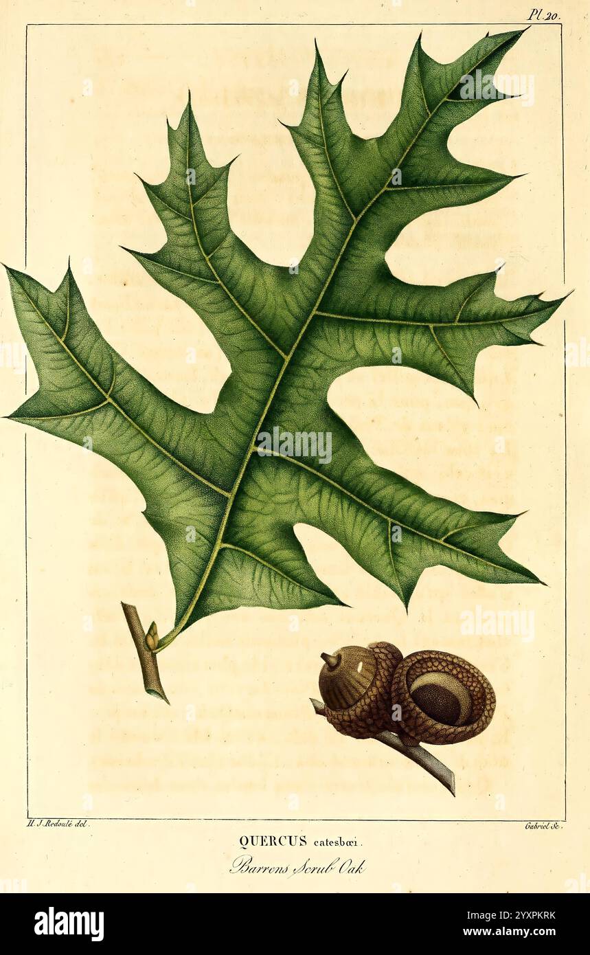 Oaks reproductive structures hi-res stock photography and images - Alamy