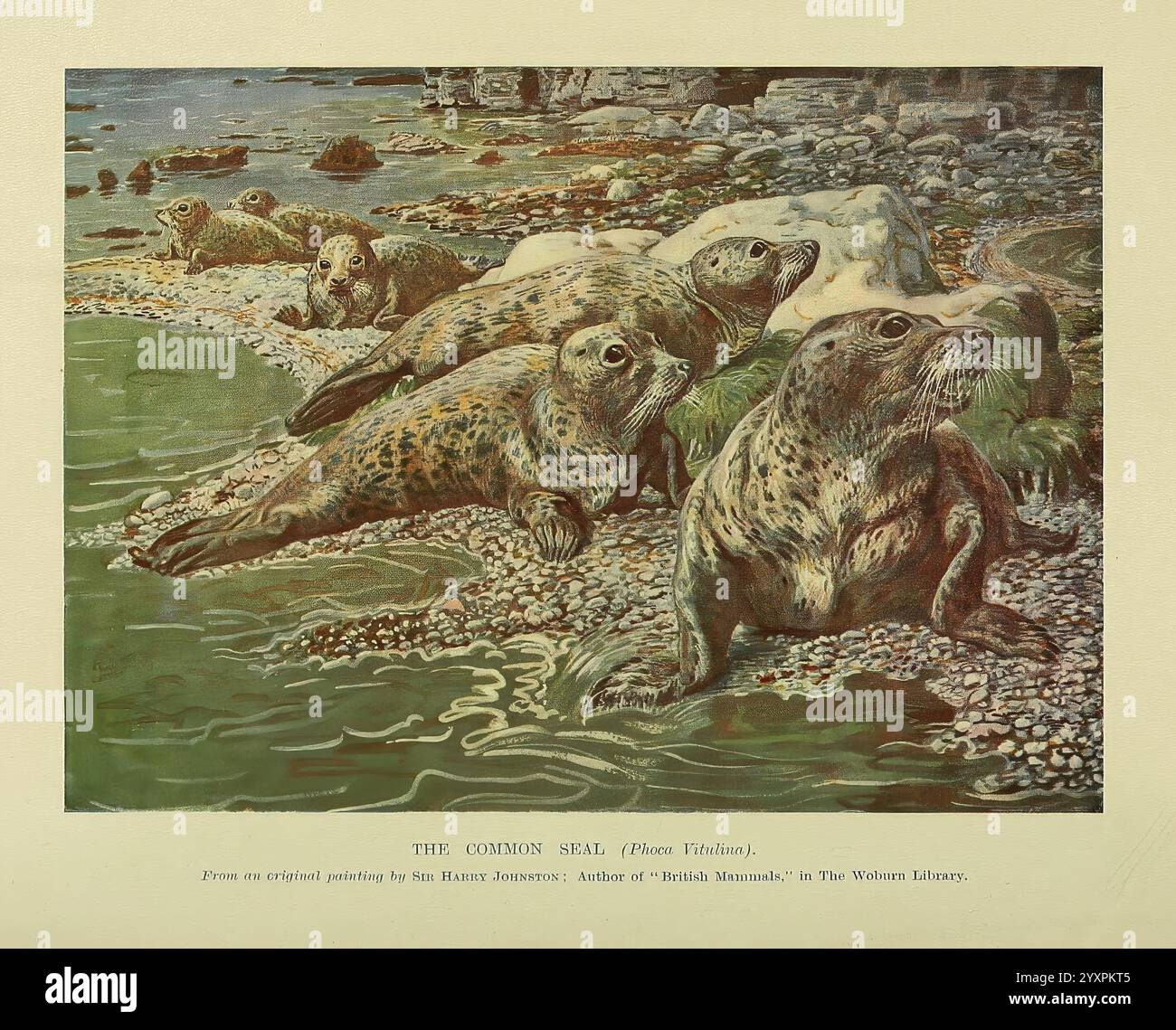 Serene coastal scene features seals hi-res stock photography and images ...