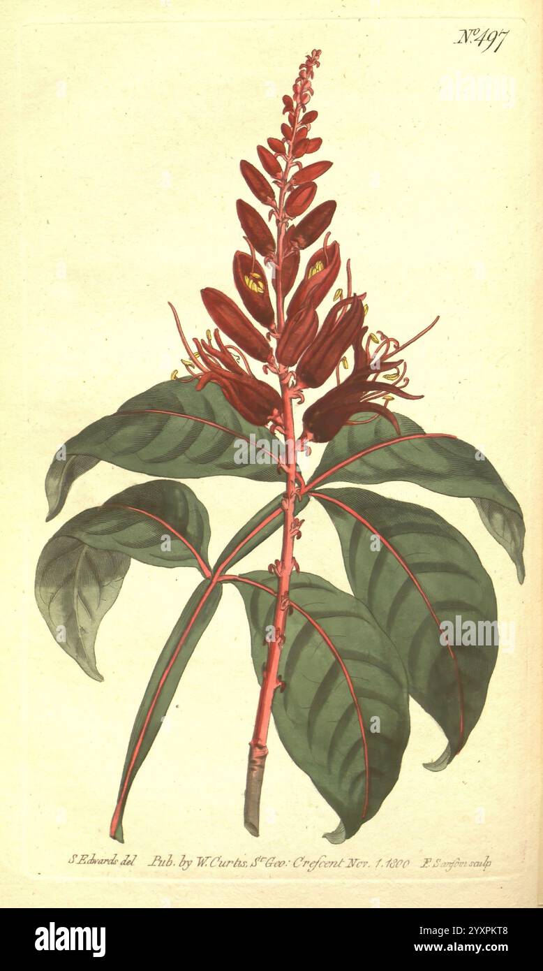 The Botanical magazine, or Flower-garden displayed, 1790-1800, botany ...
