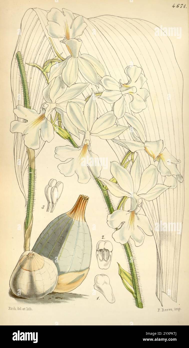 Illustrated alongside several bulbous structures hi-res stock ...