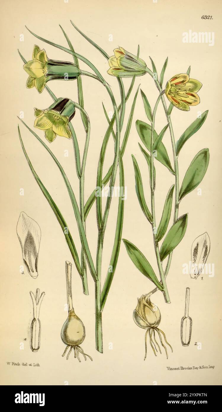 Curtis's Botanical Magazine London, New York Botanical Illustration ...