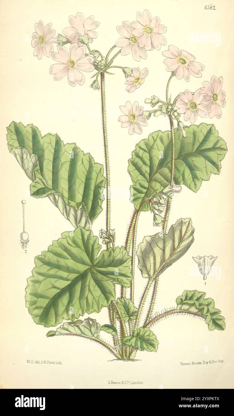 Primula obconica taxonomy hi-res stock photography and images - Alamy