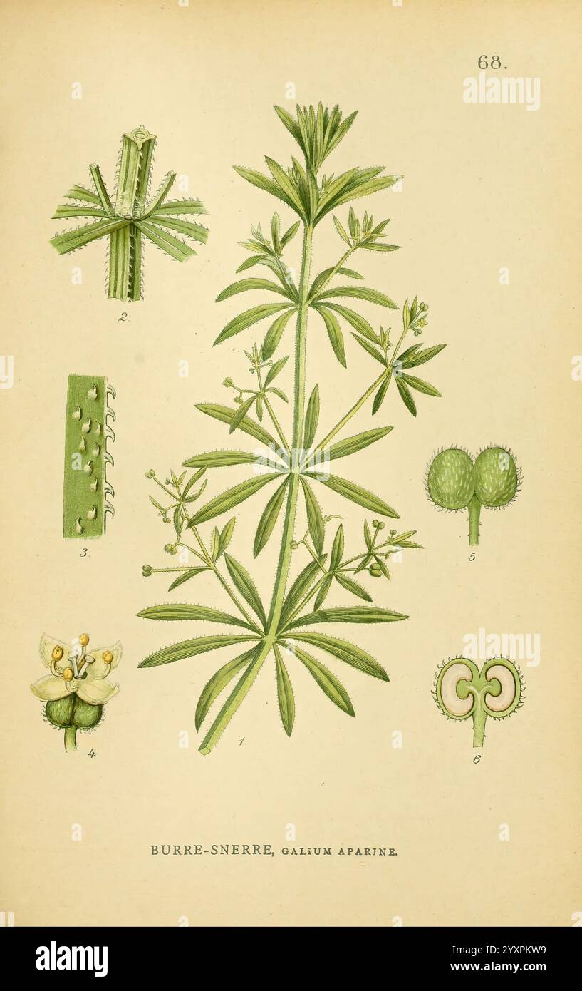 Highlighting various parts hi-res stock photography and images - Alamy