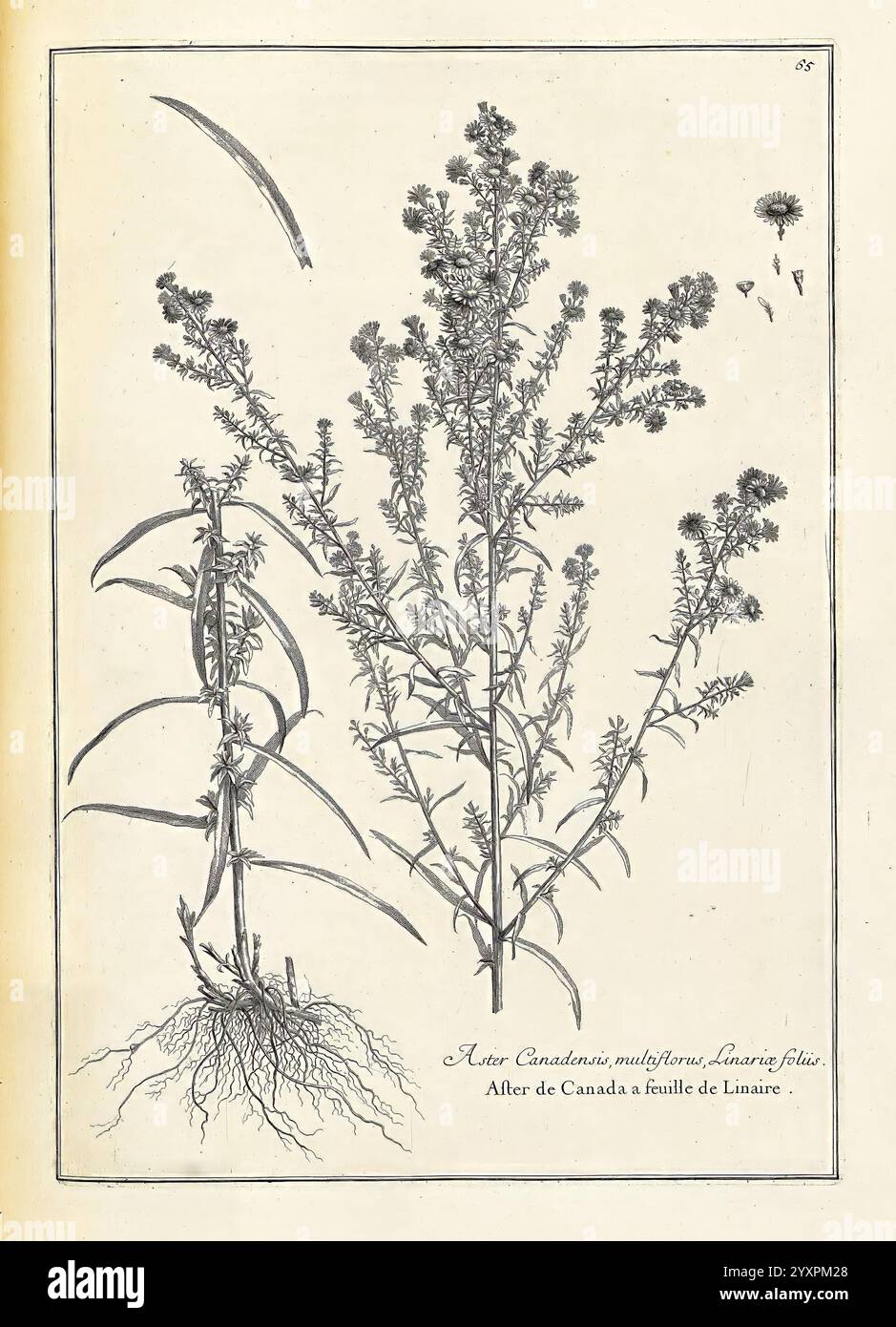 Recueil des plantes dessinées et gravées par ordre du roi Louis XIV ...