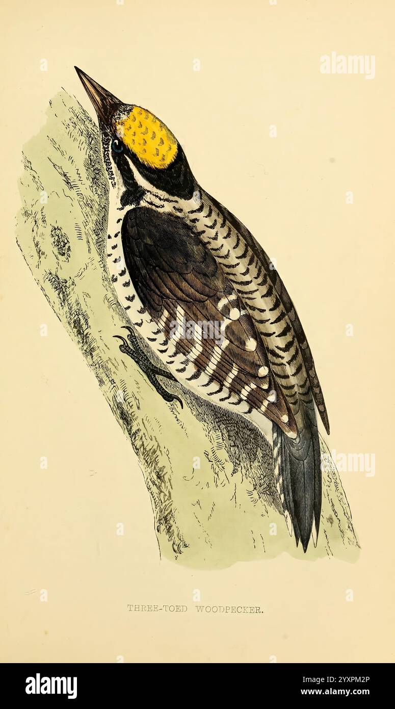 Unique three toed foot structure hi-res stock photography and images ...