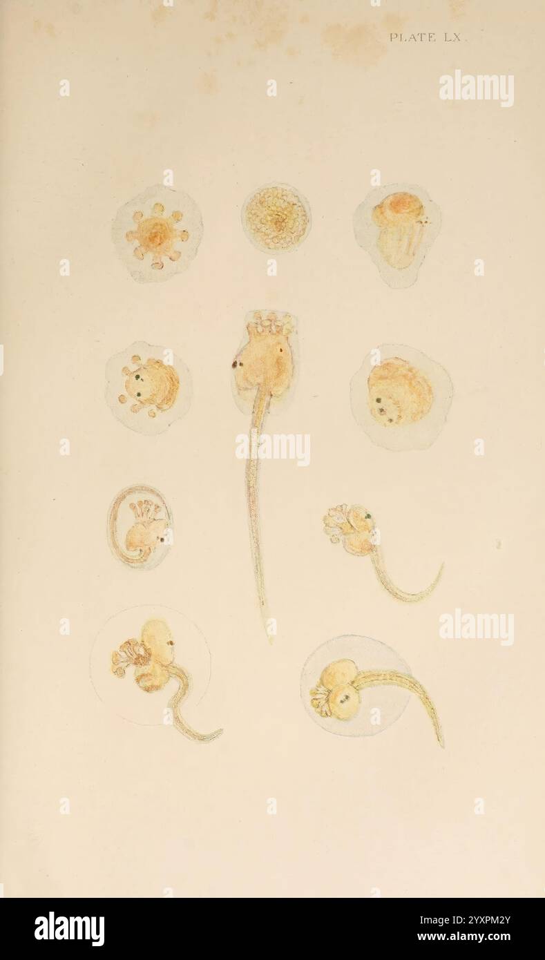 Stages unique anatomy hi-res stock photography and images - Alamy