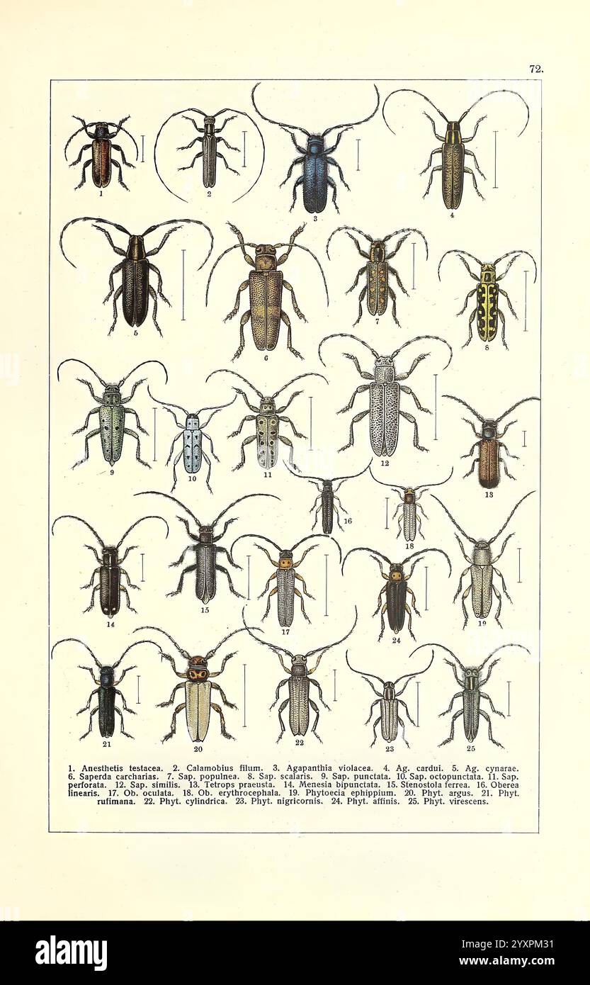 Coleoptera display hi-res stock photography and images - Alamy