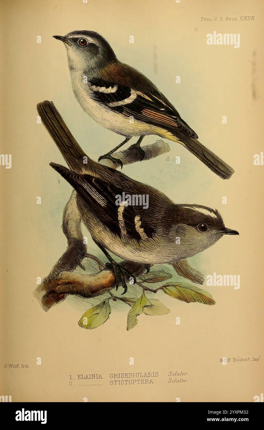 Slightly different palette hi-res stock photography and images - Alamy