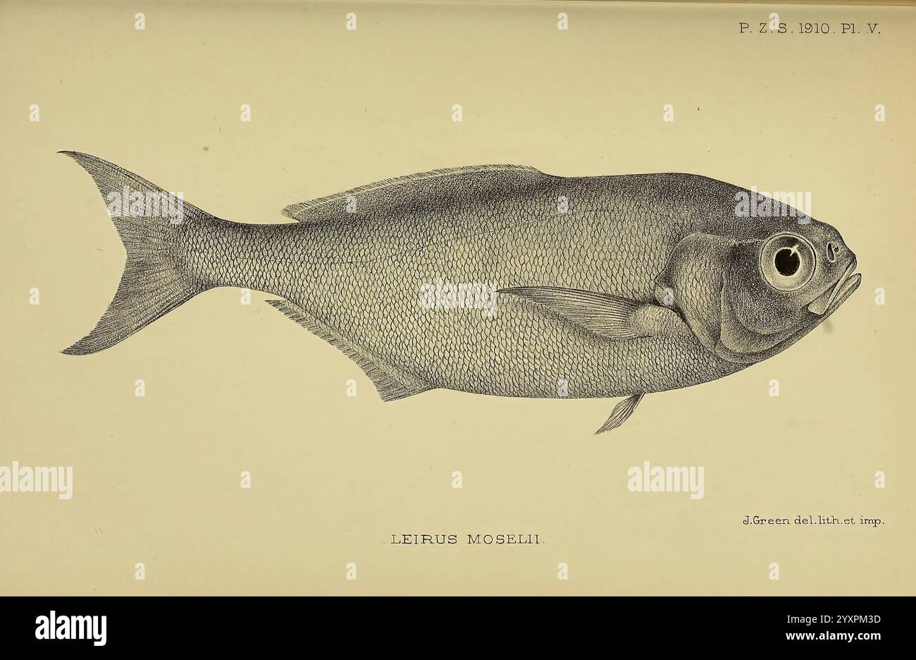 Place within zoological taxonomy hi-res stock photography and images ...