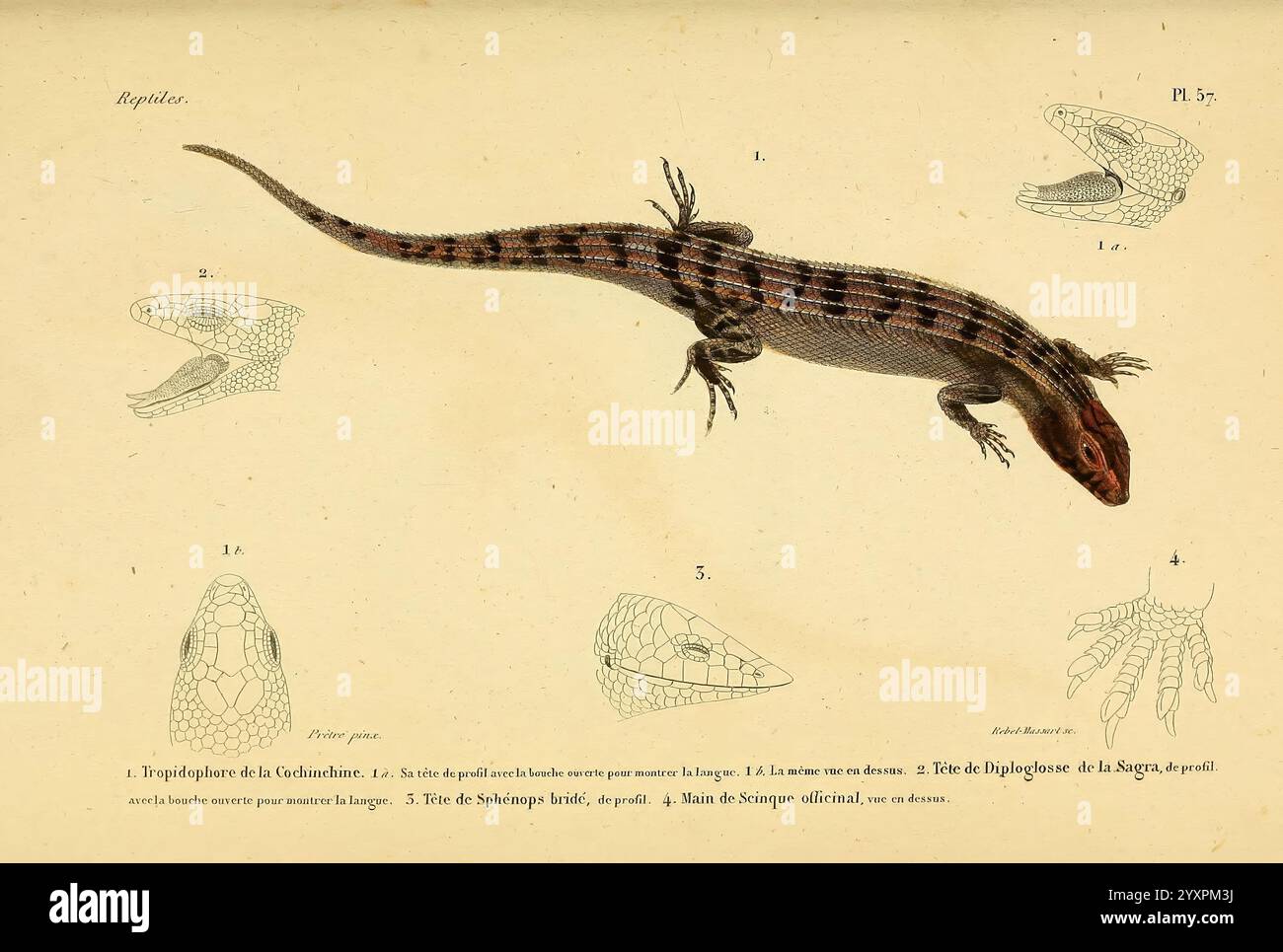 Lizards limb structure hi-res stock photography and images - Alamy