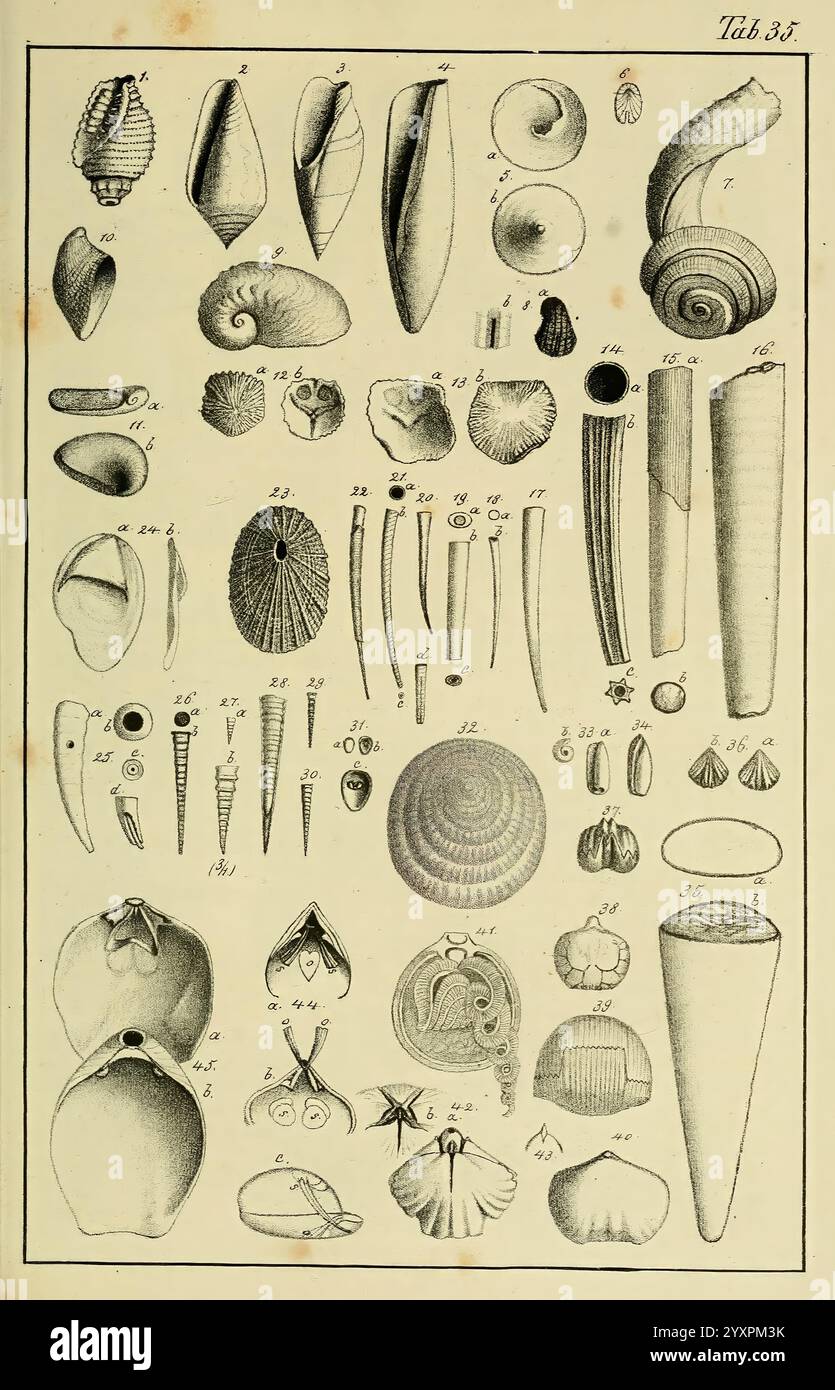 Alongside unique invertebrates hi-res stock photography and images - Alamy