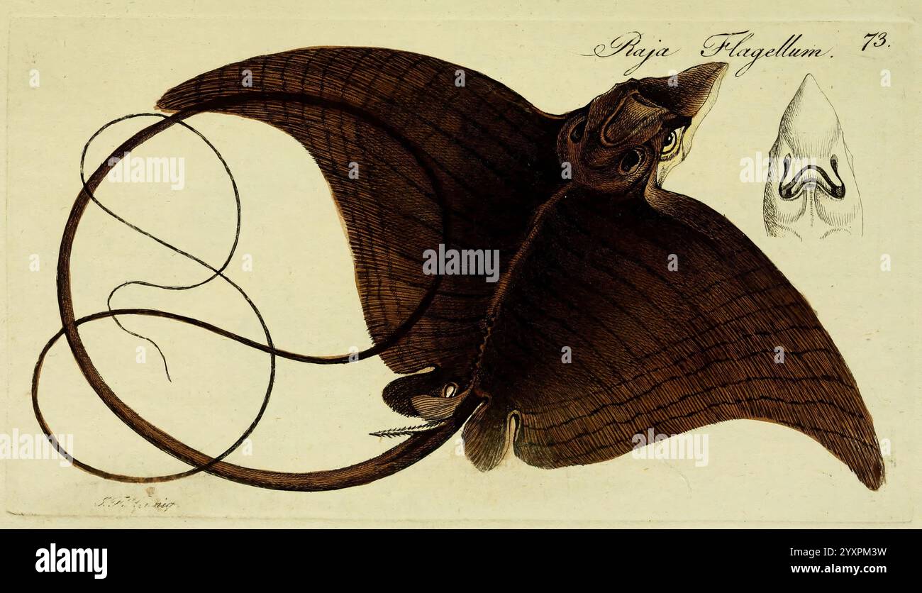 Rajaflagellum aetobatusflagellum eagleray ray rays johannfriedri hi-res ...
