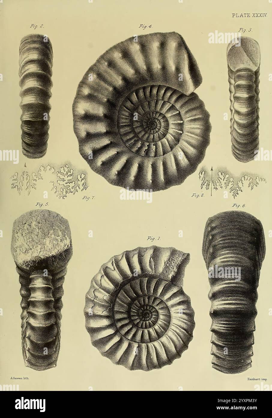 Monograph on the Lias Ammonites of the British Islands, London, Printed ...