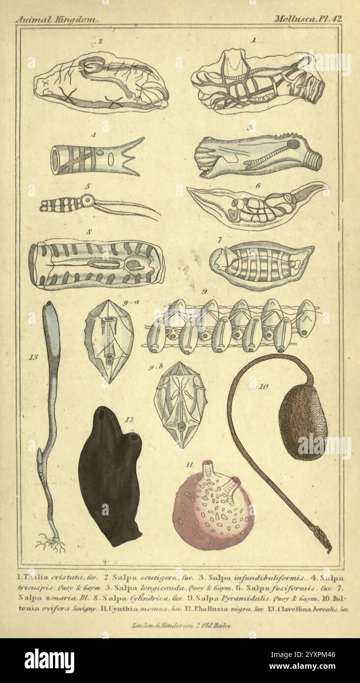 The, animal, kingdom, arranged, according, to, its, organization ...