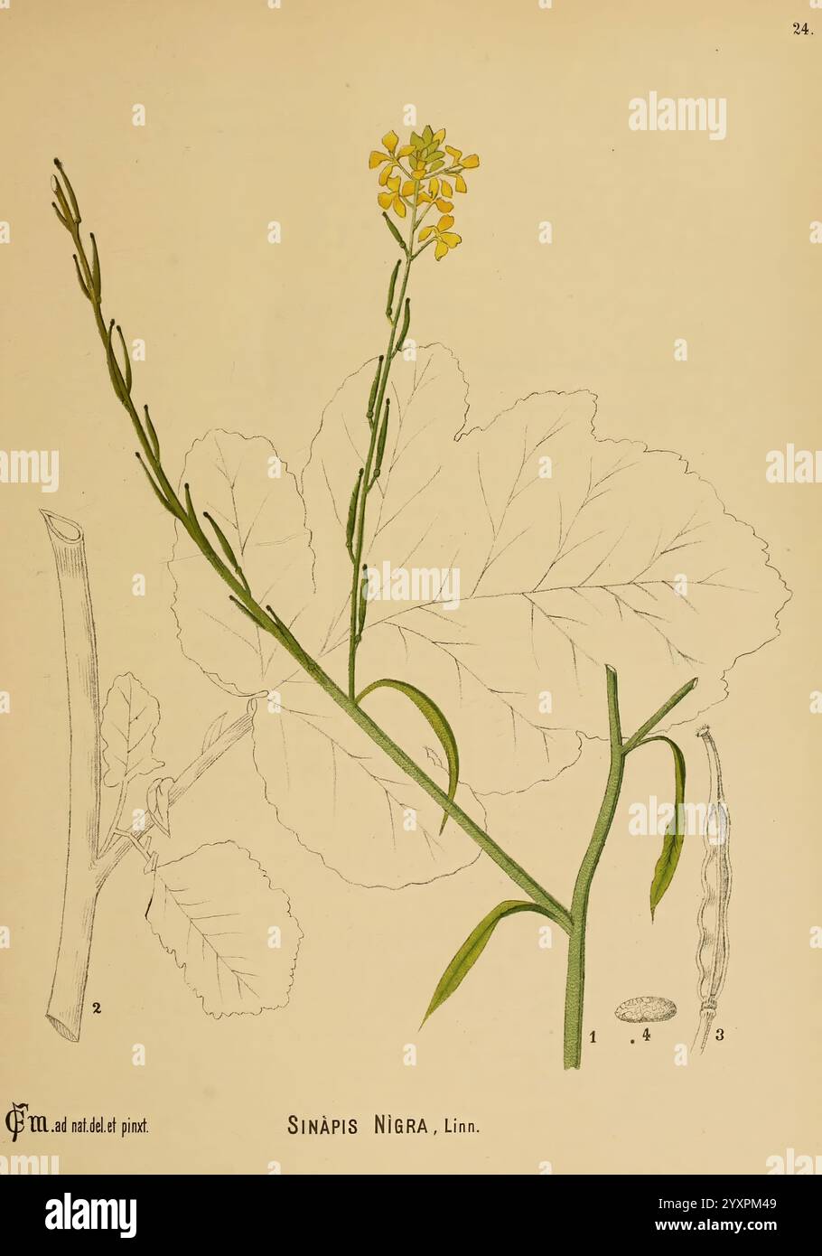 American Medicinal Plants New York Boericke & Tafel c1887 botany ...