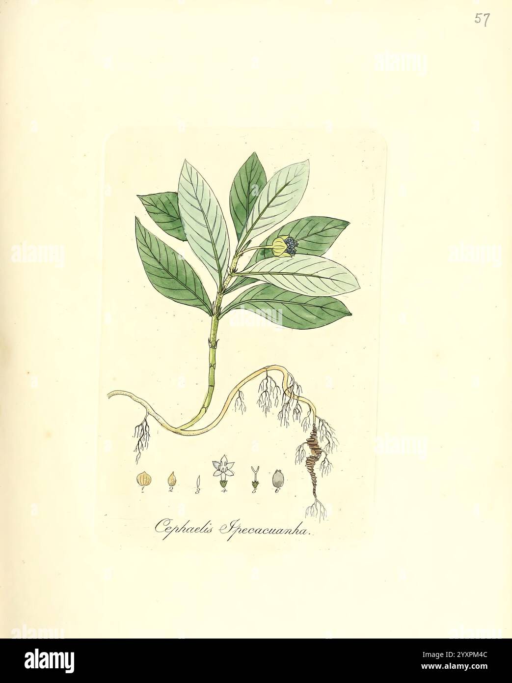 Pflanzen jena august schmid 1831 hi-res stock photography and images ...