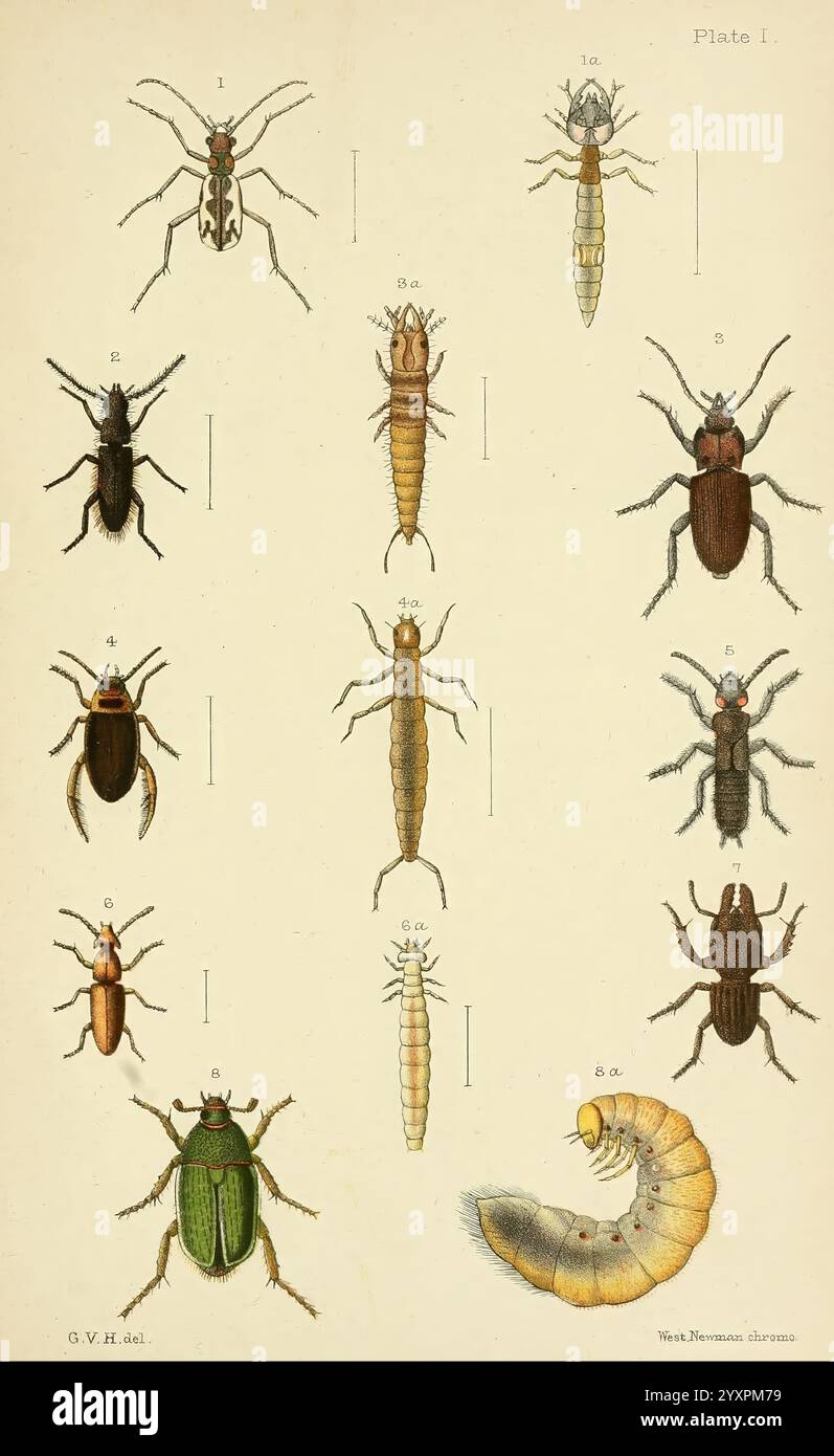 Exhibiting distinct body shapes hi-res stock photography and images - Alamy