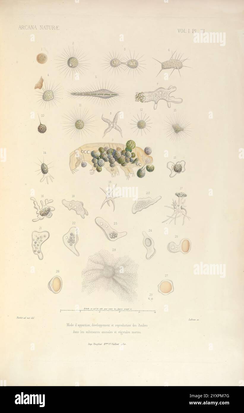 Radiating cells hi-res stock photography and images - Alamy