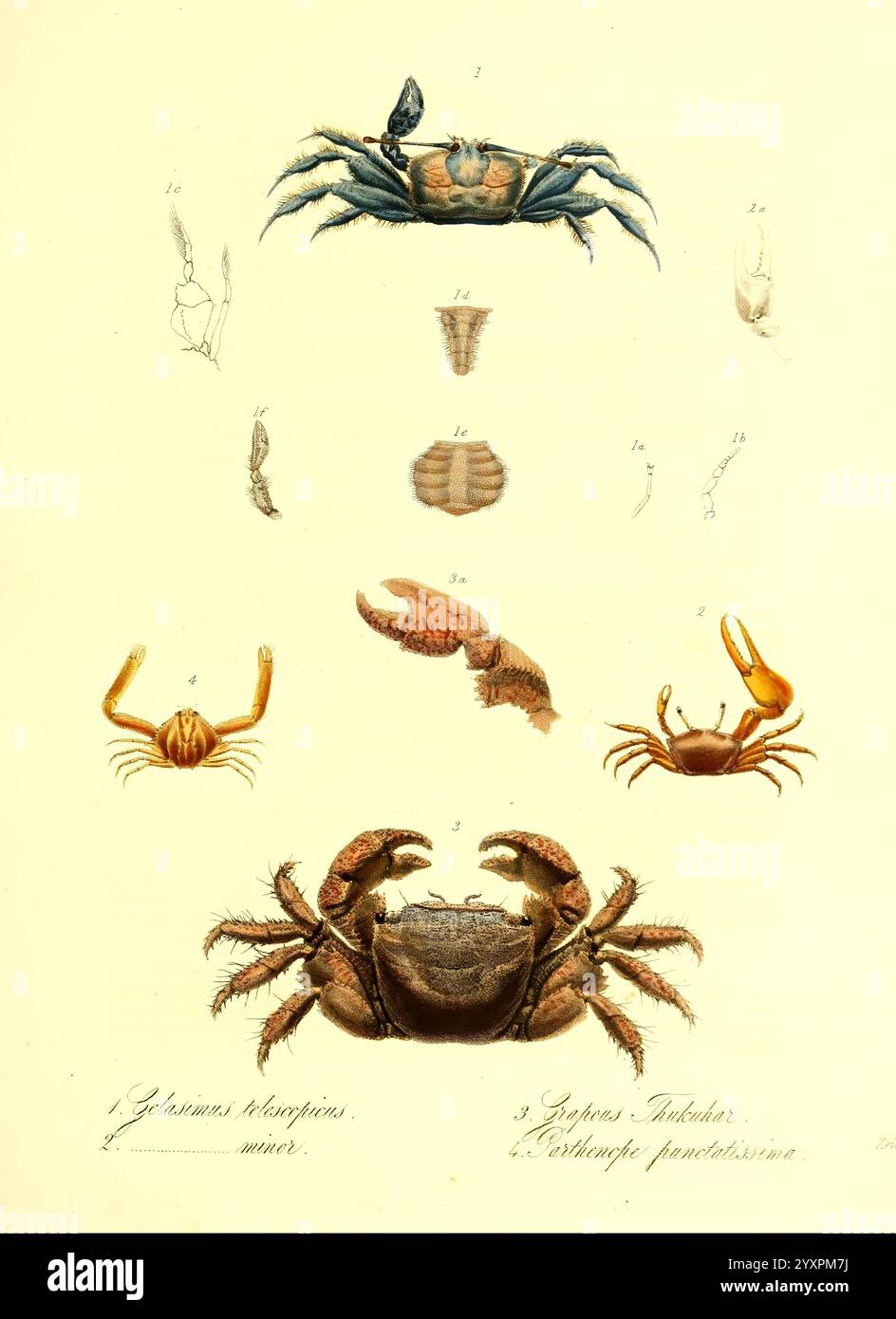 The zoology of Captain Beechey's voyage, 1839, America, blossom ship ...