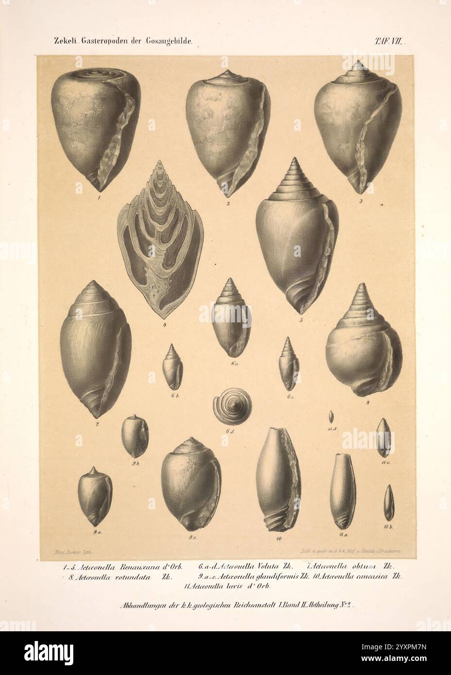 Diversity within molluscan morphology hi-res stock photography and ...