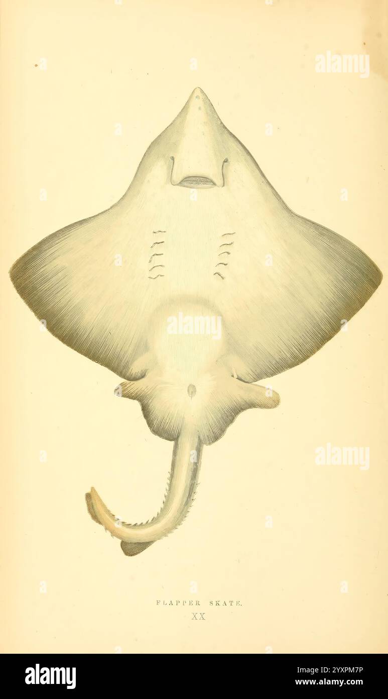 Stingrays broad disc hi-res stock photography and images - Alamy