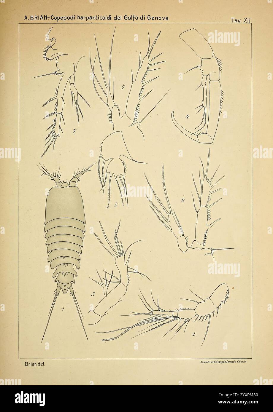 I copepodi harpacticoidi del golfo di Genova, Genova, Istituto ...