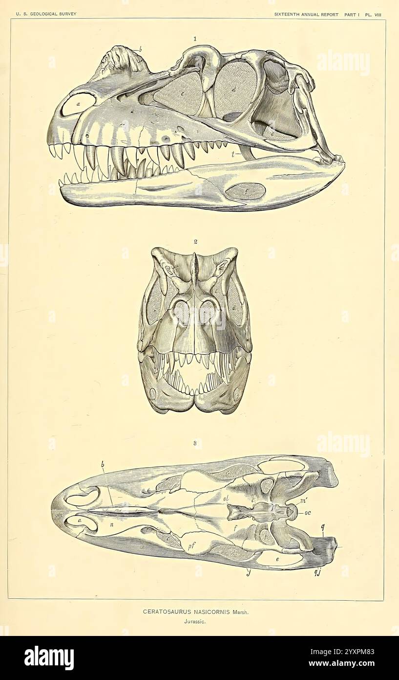 The dinosaurs of North America, Washington, Govt. Print, 1896 ...