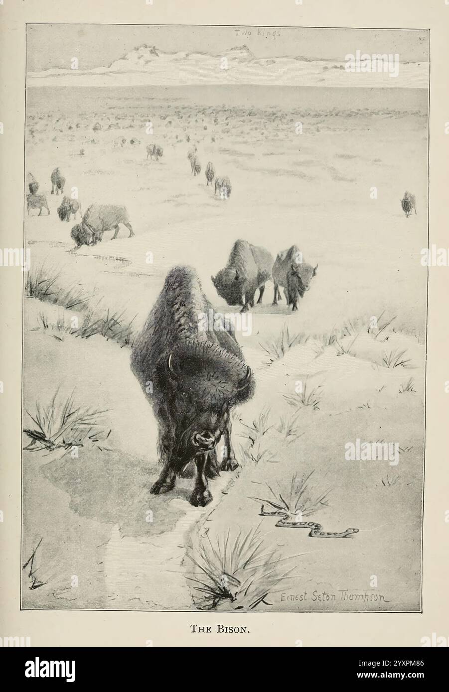 Four-footed Americans and their kin, New York, Macmillan, 1898, t.p ...