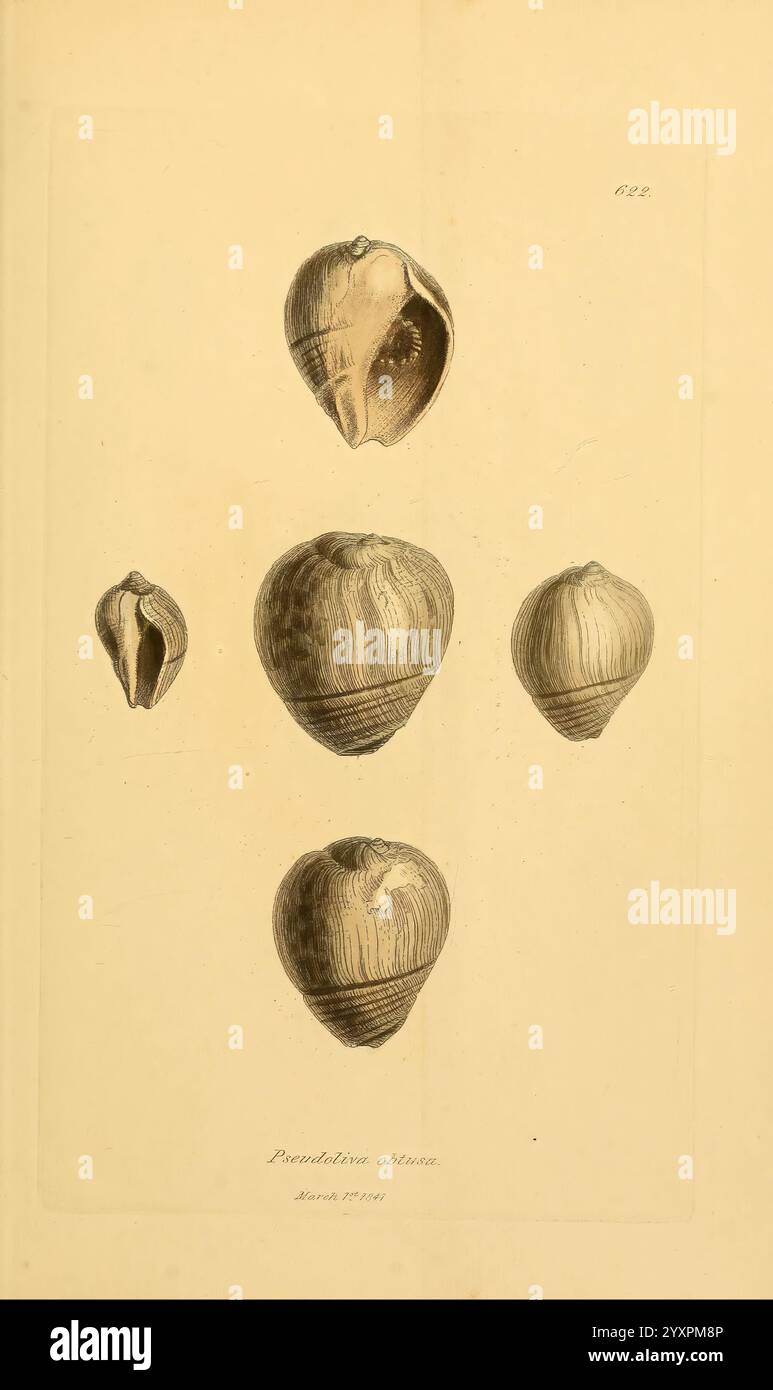 Species pseudodontea echinata hi-res stock photography and images - Alamy