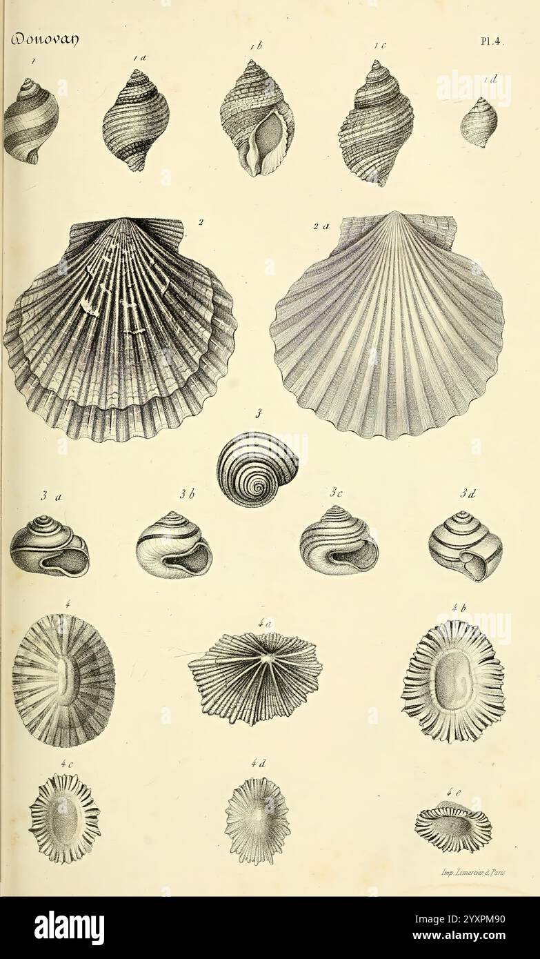 Middle section features additional shells hi-res stock photography and ...