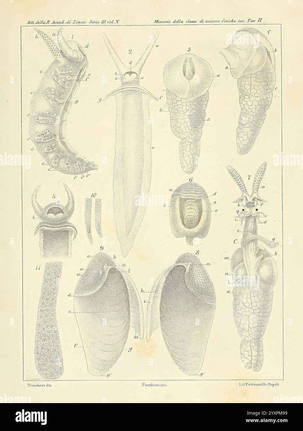 Æolididae, families, port, Genova, Bologna, Tipi, Gamberini ...