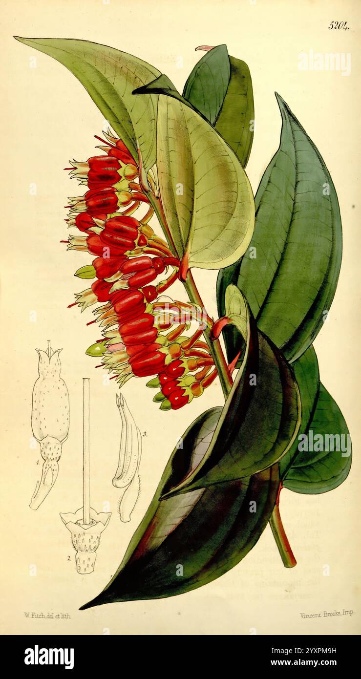 Drooping formation hi-res stock photography and images - Alamy