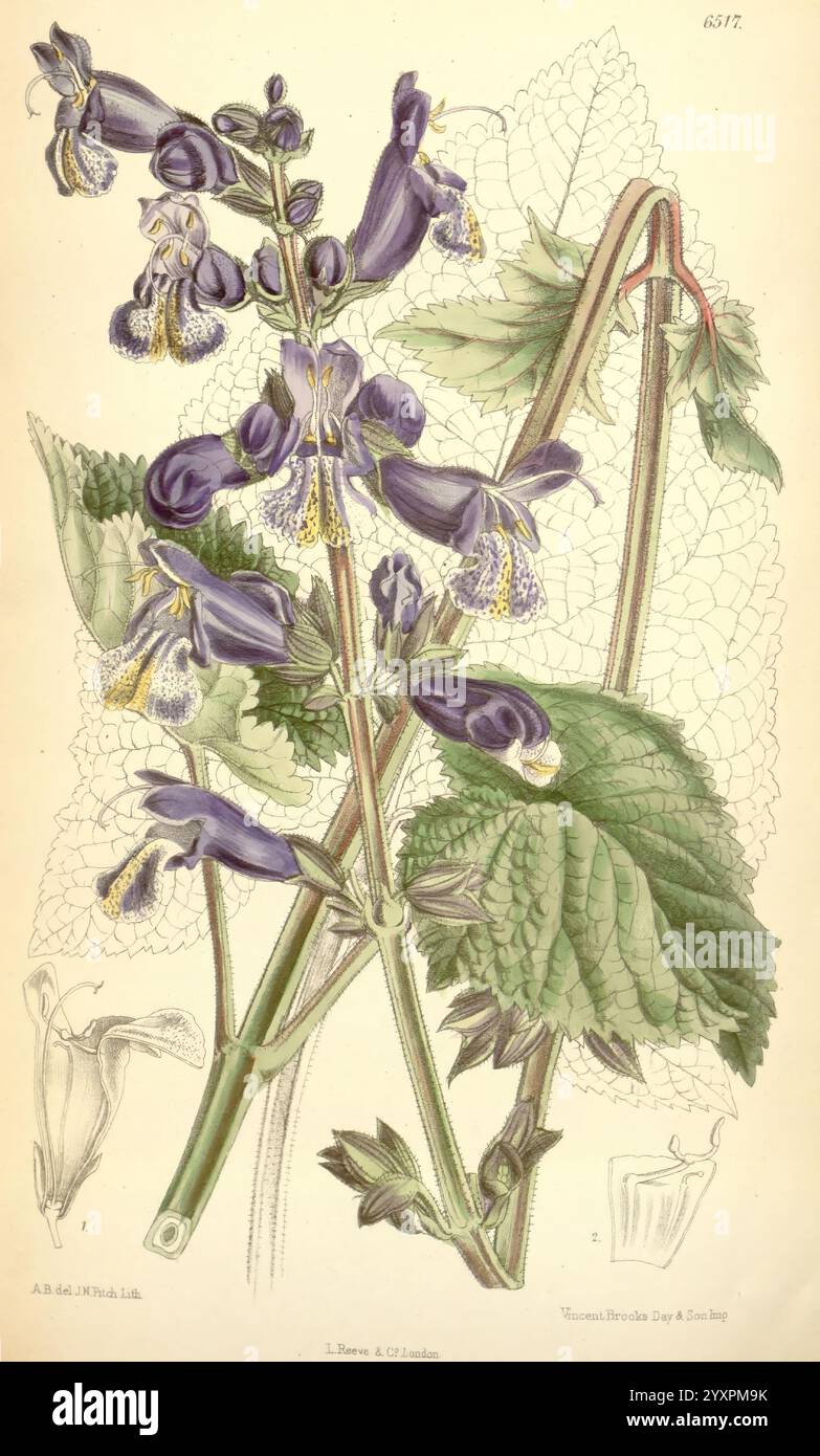 Purple salvia arrangement hi-res stock photography and images - Alamy