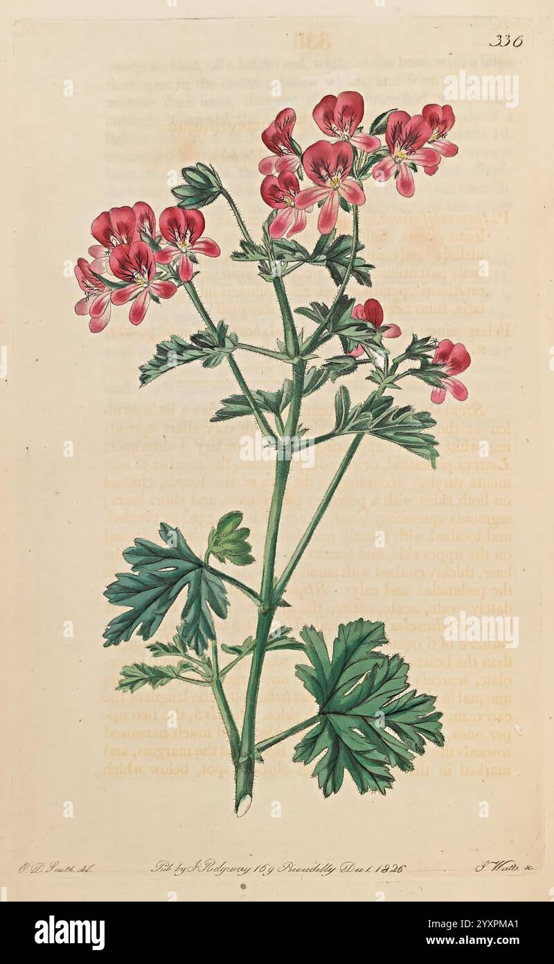 Geraniaceae, London, Printed for James Ridgway, Piccadilly, 1820-1830 ...