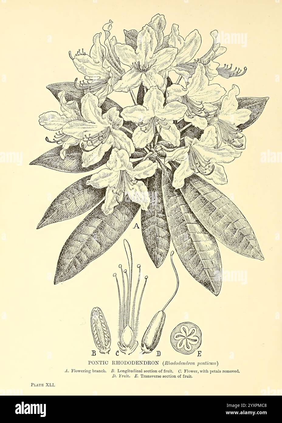 Trees and shrubs, of the British Isles, London, Dent, 1909, botany ...