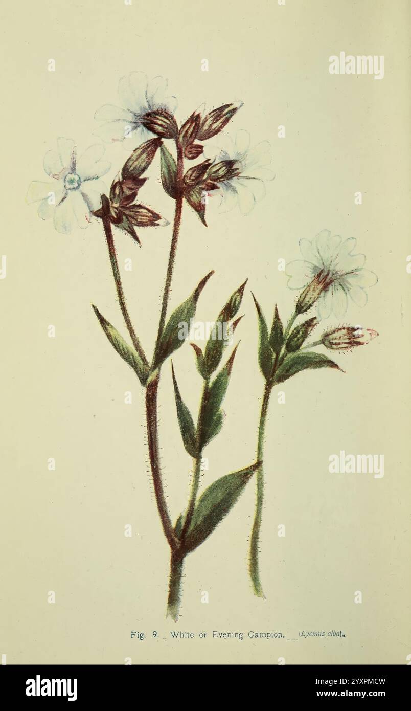 Flowers of the field London, Society for Promoting Christian Knowledge ...