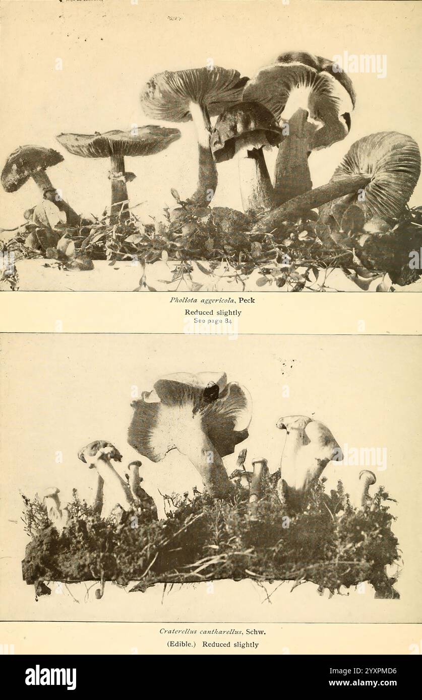Top section showcases species identified hi-res stock photography and ...