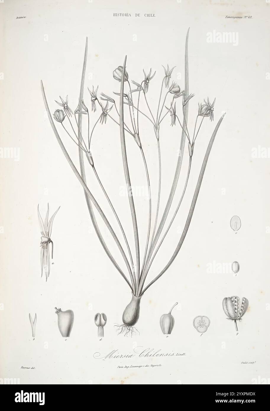 Maria chilensis hi-res stock photography and images - Alamy