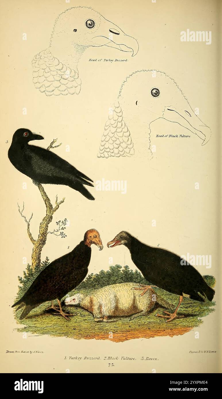 American ornithology, or The natural history of the birds of the United ...
