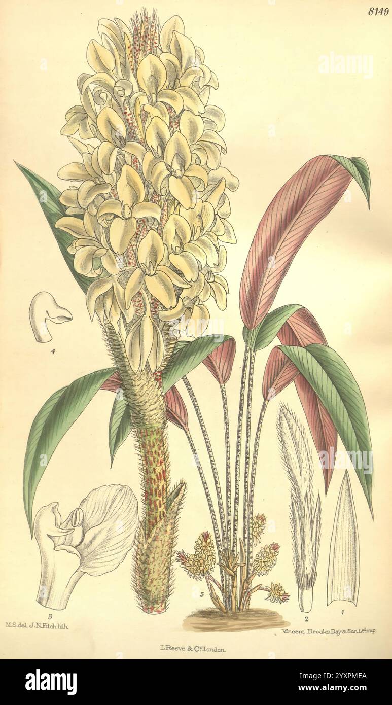 Curtis's Botanical Magazine London, New York Botany Periodicals ...