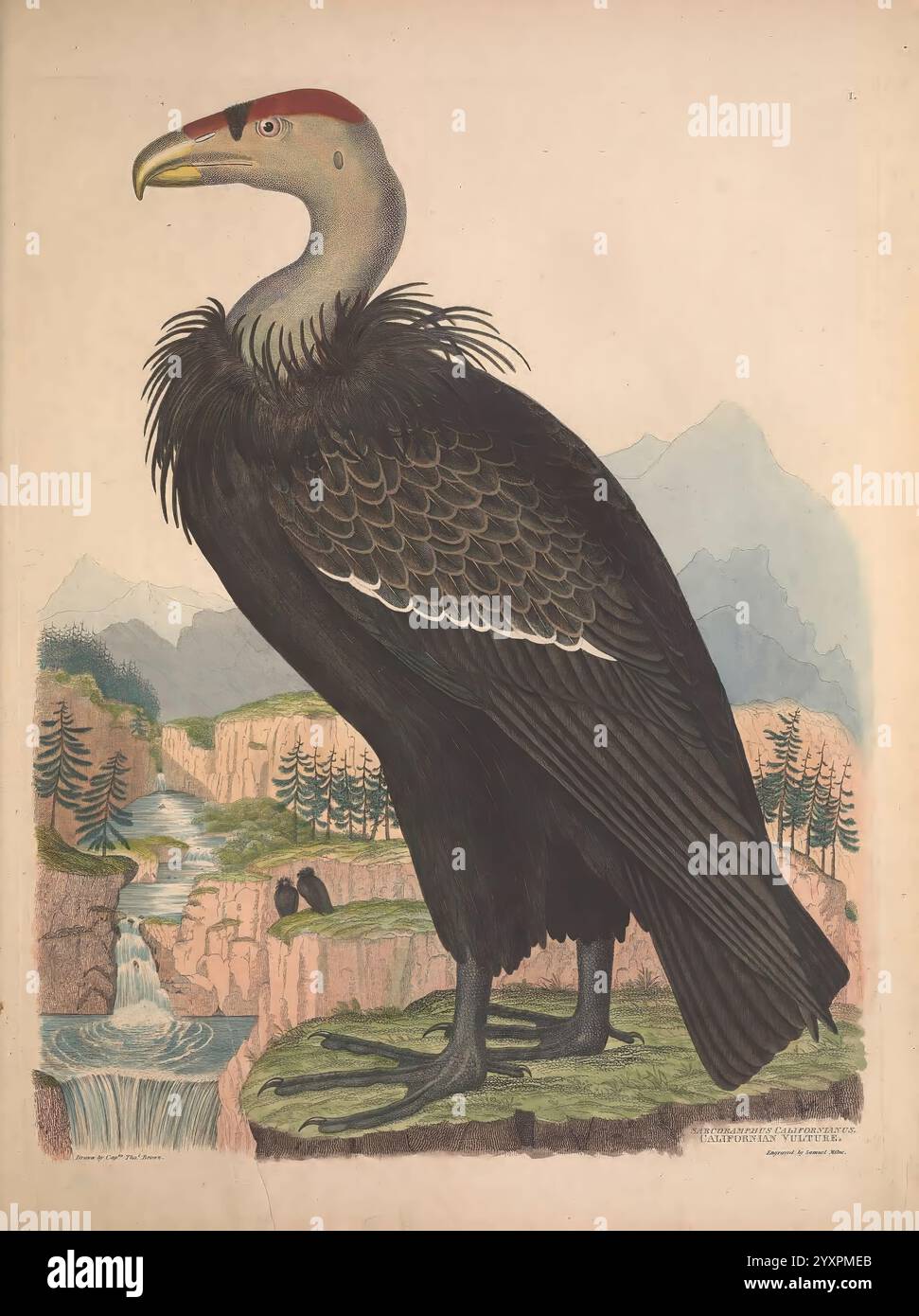 Illustrations, of, the, American, ornithology, of, Alexander, Wilson ...