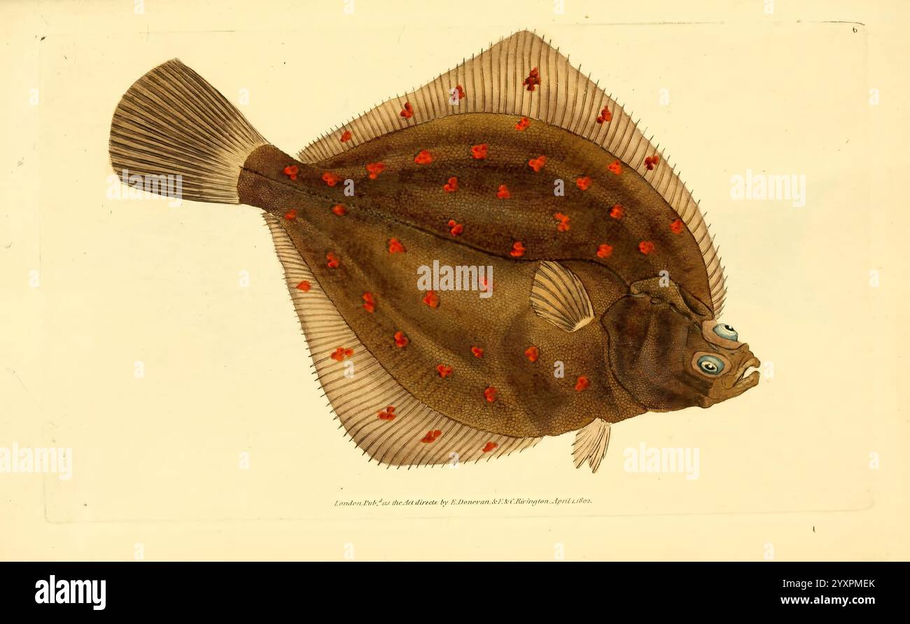 Distinctive bulging shape hi-res stock photography and images - Alamy